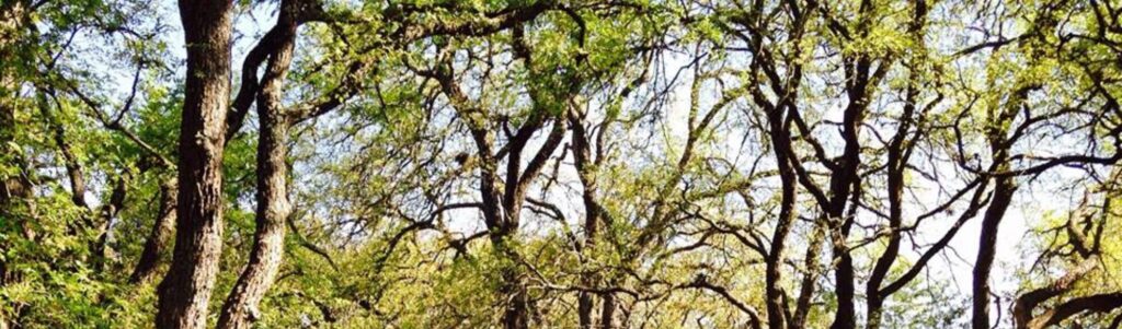 Magical Activism: Tejas Web New Moon Pentacle Magic 2026 – Tejas Web